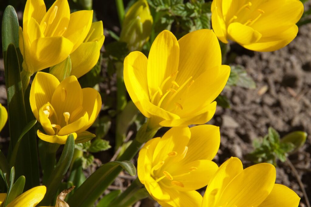 I bulbi estivi da interrare ora per avere fiori in autunno